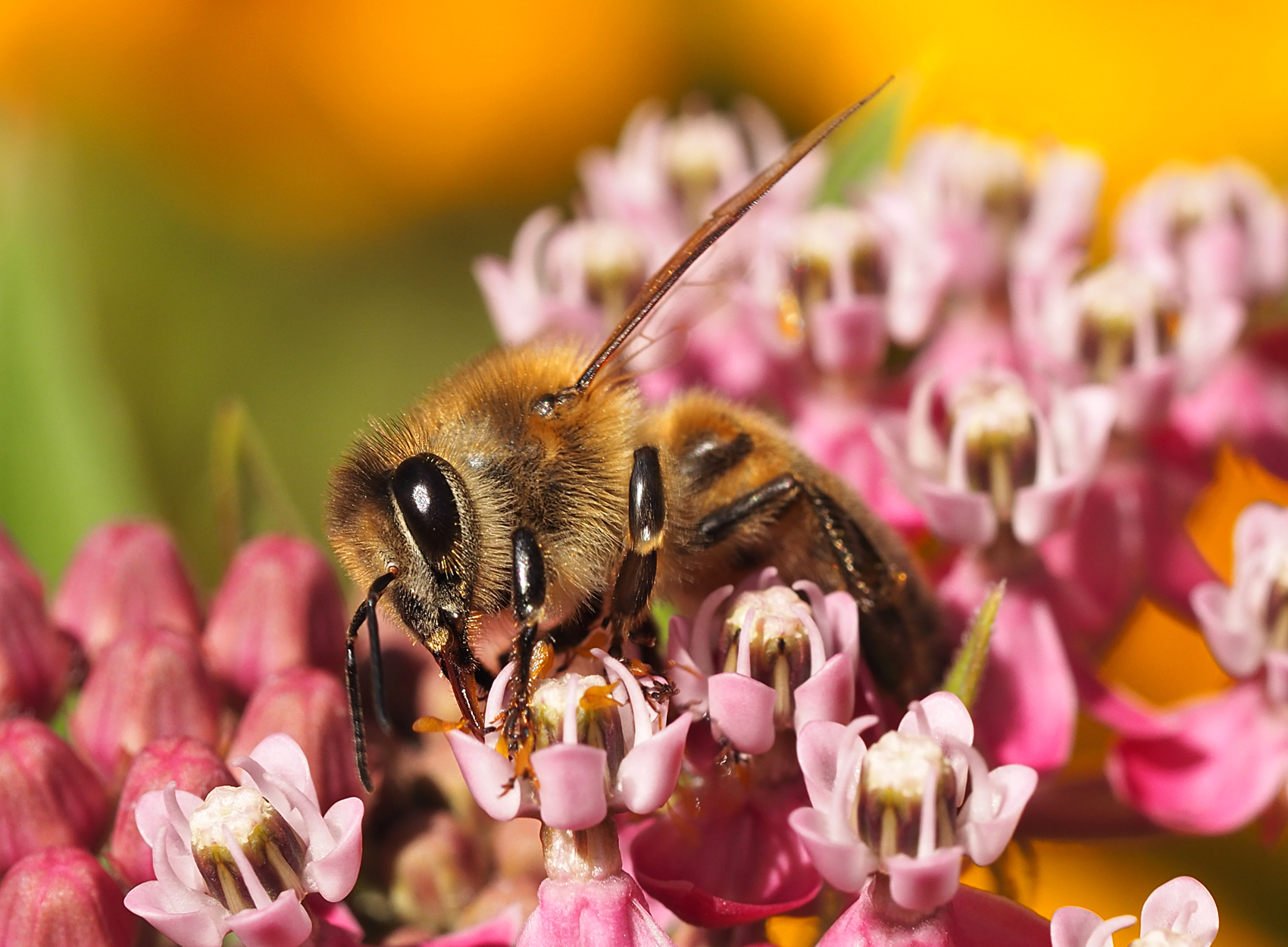 Frühlings-Seidenbiene (Colletes cunicularius) – Naturfotografie